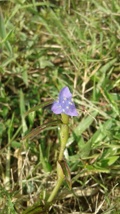 Apurba stock photo. Image of bengal, apurba, grass, nice - 103216454