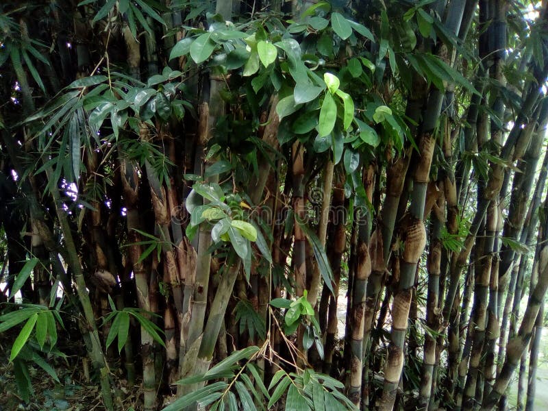 Apus Bamboo Stock Photos - Free & Royalty-Free Stock Photos from Dreamstime