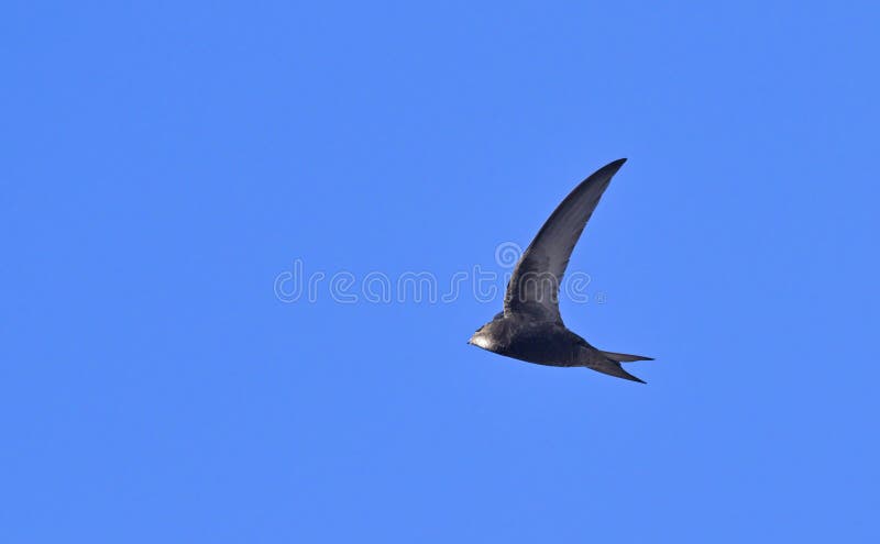 Common Swift, Greece stock image. Image of beak, horizontal - 232096681
