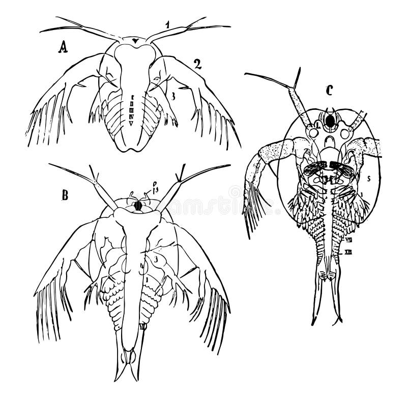 Apus Stages Stock Illustrations – 1 Apus Stages Stock Illustrations ...