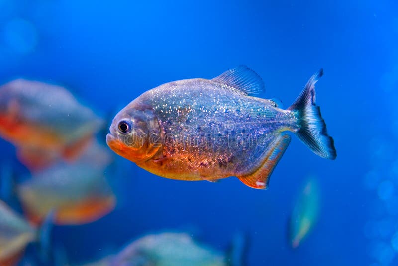 Aquário Colorido Dos Peixes Imagem de Stock - Imagem de ninguém, fundos ...