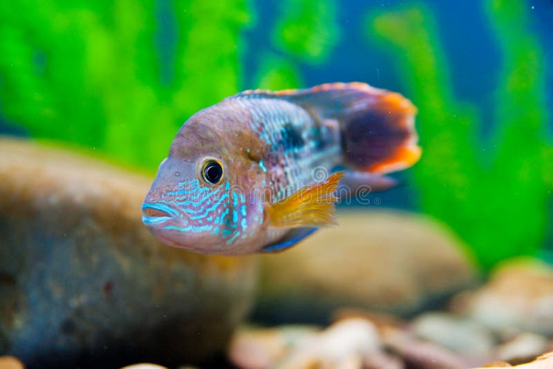 Aquário Colorido Dos Peixes Imagem de Stock - Imagem de azul, lazer ...
