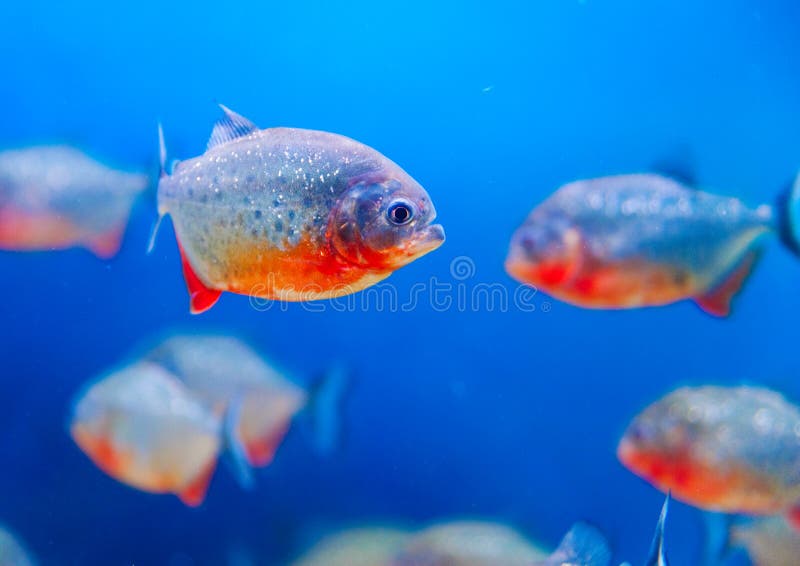 Aquário Colorido Dos Peixes Imagem de Stock - Imagem de exotismo ...