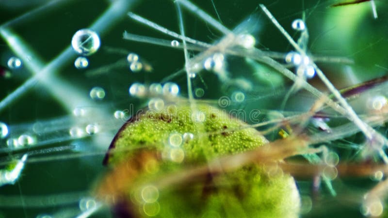 Aqua Bio Background with Particles of Plant Stock Photo - Image of ...