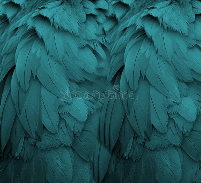 Aqua Feathers stock image. Image of contrast, texture - 5392857