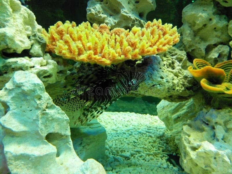 Awua Life Stock Photos - Free & Royalty-Free Stock Photos from Dreamstime