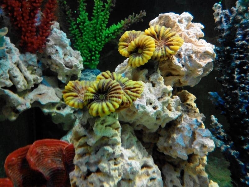 Aqua life stock image. Image of awua, aqua, life, organism - 55196579