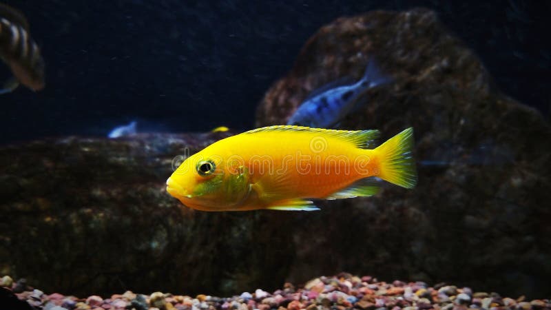 Aqua world stock image. Image of world, aqua, fish, aquarium - 121461713