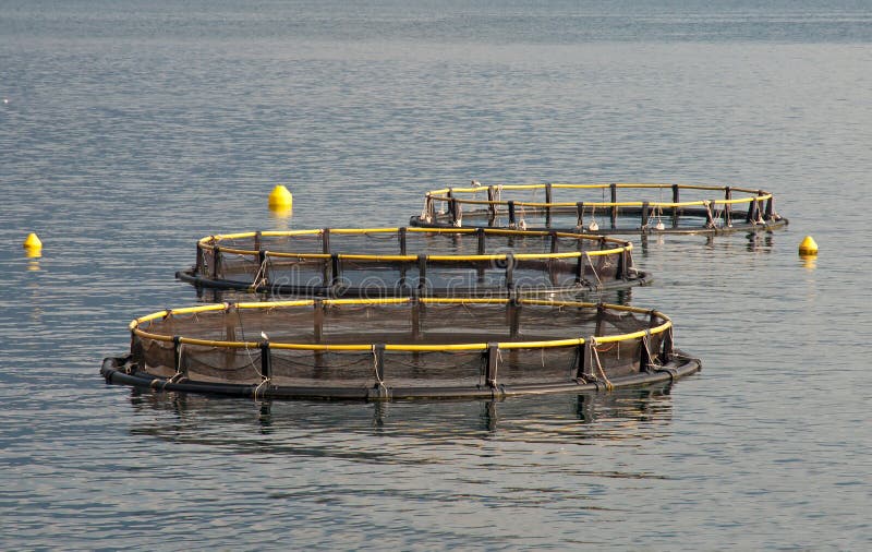 Fish farm stock image. Image of aquatic, plant, commercial - 21897555