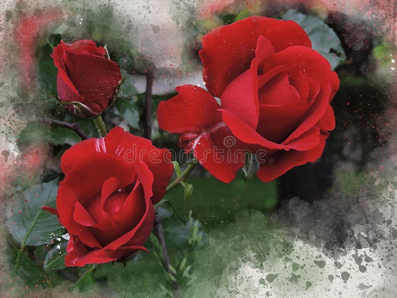 Aquarell Gemaltes Schönes Weiß-rosa Stieg Stock Abbildung ...