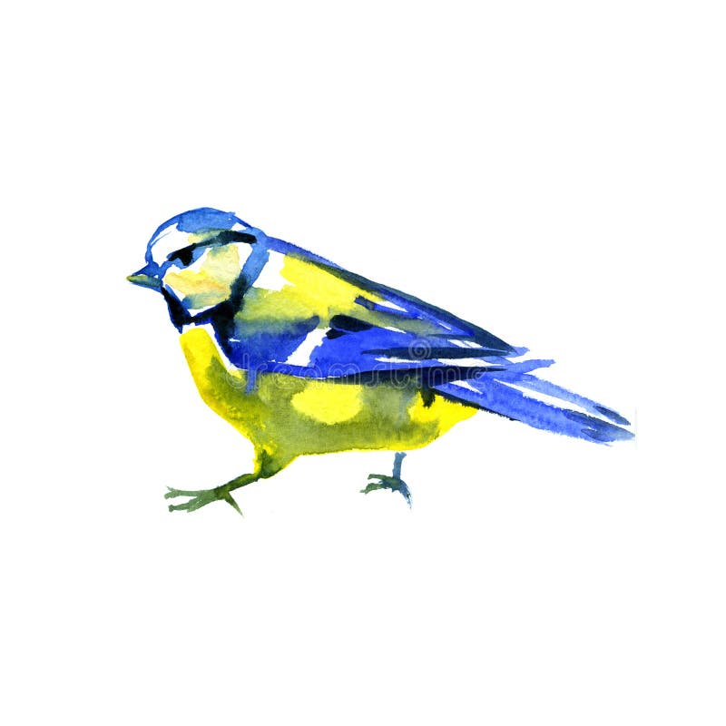 Aquarellartillustration Der Meise Stock Abbildung - Illustration von ...