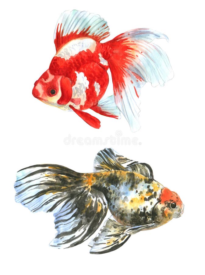 Aquarelle De Deux Poissons Rouges Image stock - Image du beau, jaune ...