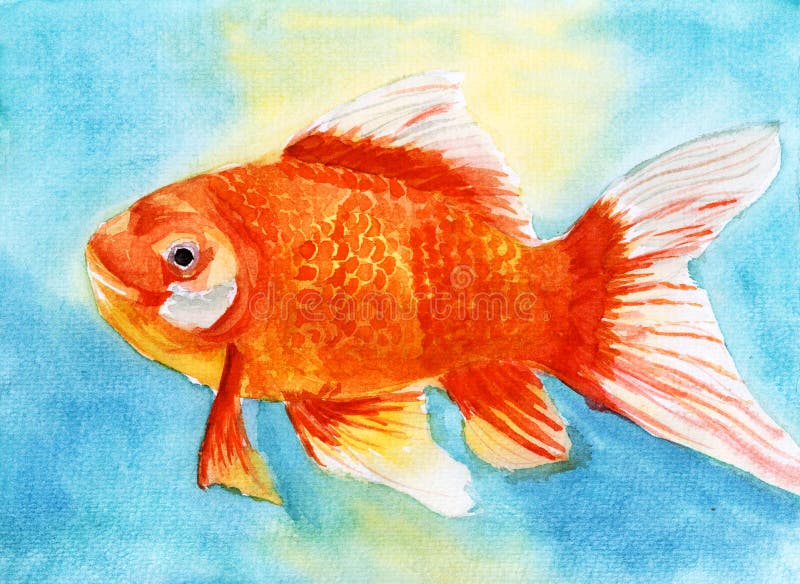 Aquarelle De Poisson Rouge De Bain Illustration Stock - Illustration du ...