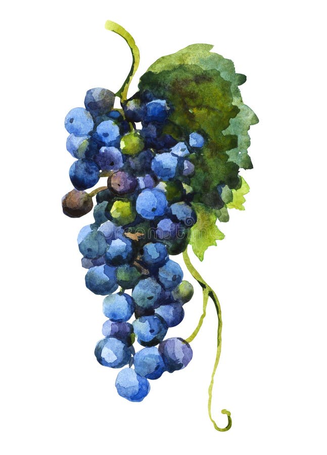 Aquarelle de raisin illustration stock. Illustration of branchement ...