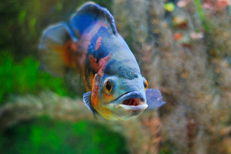 Aquarian fish stock image. Image of stone, astronotus - 18138243
