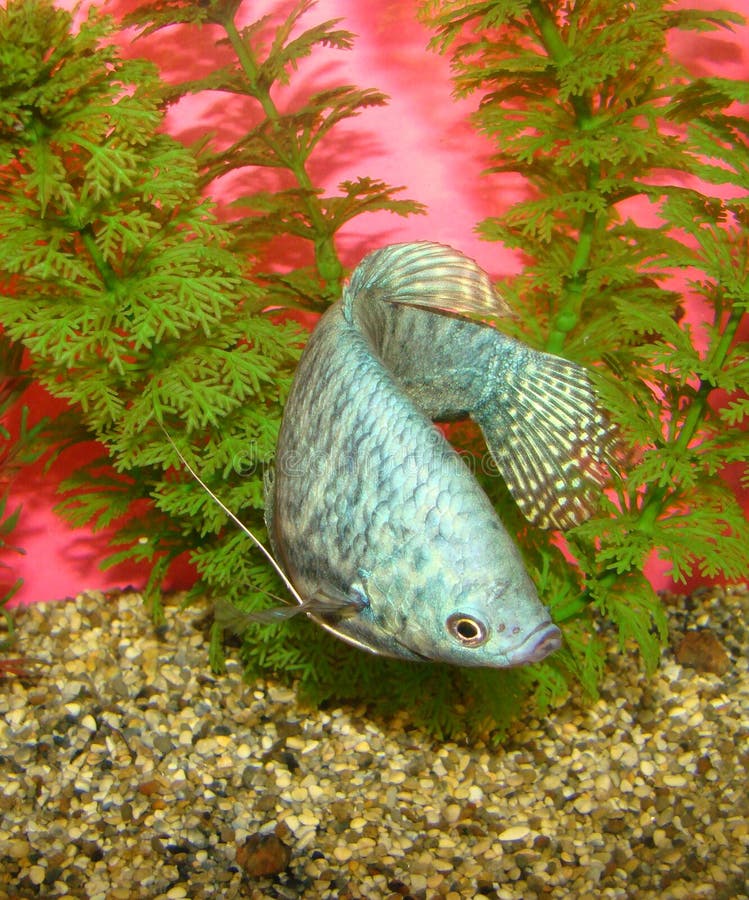 Aquarian Fish Trichogaster Trichopterus Stock Photo - Image of hobby ...