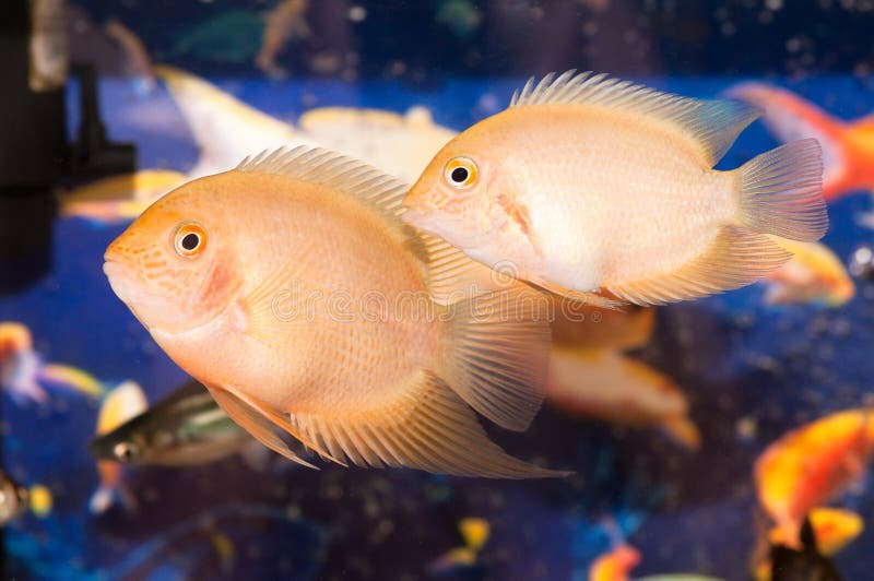 Aquarian small fishes stock photo. Image of small, reef - 41152916