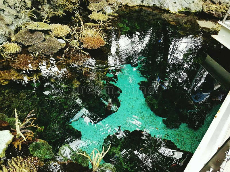 Aquario stock photo. Image of fish, vasco, aquario, gama - 103200600