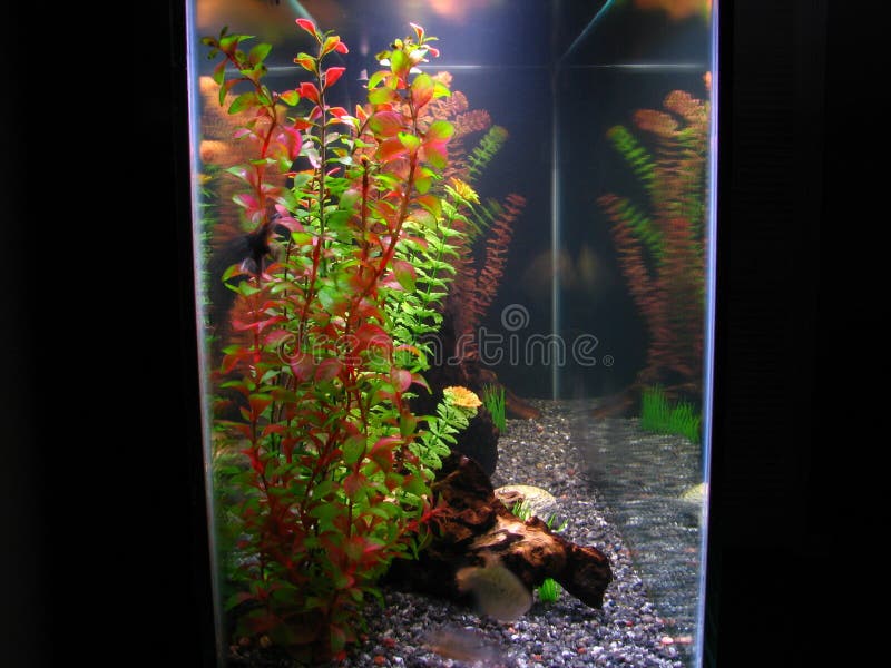 Aquarium stock photo. Image of side, tank, aquarium, gravel - 1351074