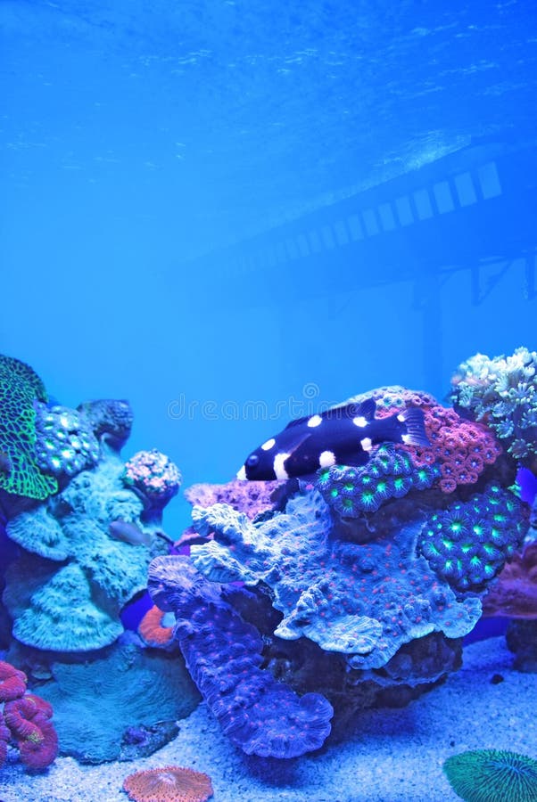 Aquarium stock image. Image of display, environmental - 23918635