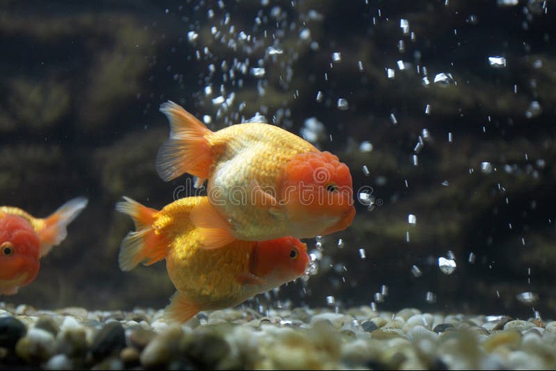 Gold fish#1 stock image. Image of caudal, gill, dorsal - 218919