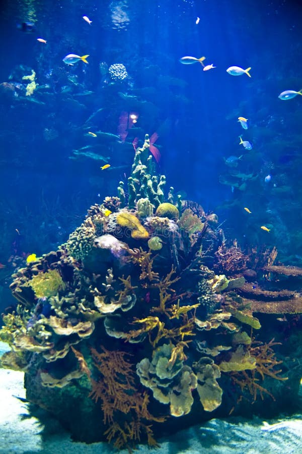 Aquarium stock image. Image of sunlight, enviroment, multi - 5387415