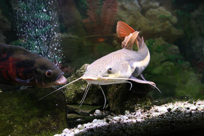 Fish long beard stock image. Image of river, ocean, scales - 19513