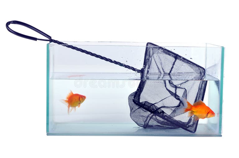 313 Big Fish Aquarium Free Stock Photos - Free & Royalty-Free Stock ...