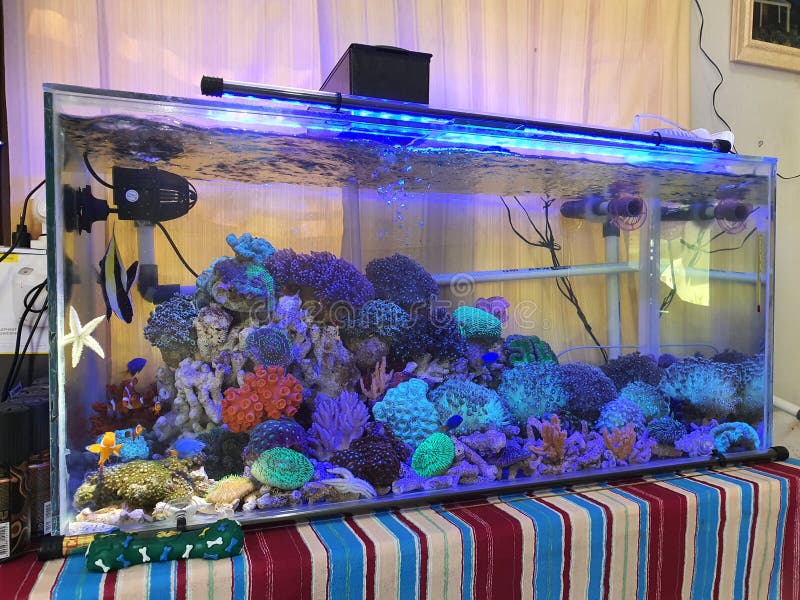 Aquarium air laut stock image. Image of reef, screenshot - 222238139