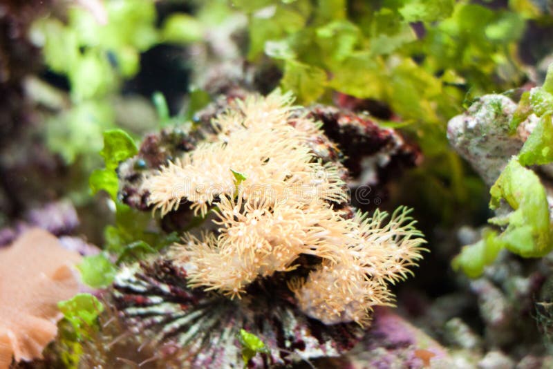 Aquarium algae stock image. Image of home, beauty, green - 57311267