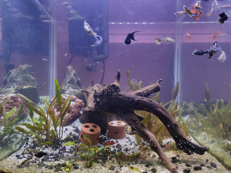 Aquarium with Aquascape Plus Lots of Fish in it Stock Photo - Image of ...