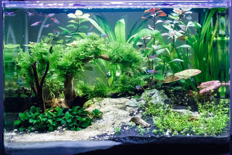 Aquarium Avec Quelques Poissons Tropicaux Image stock - Image du marin ...