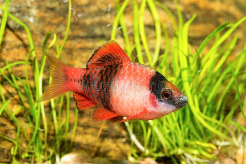 Aquarium barb fish stock photo. Image of barbs, wildlife - 53502250