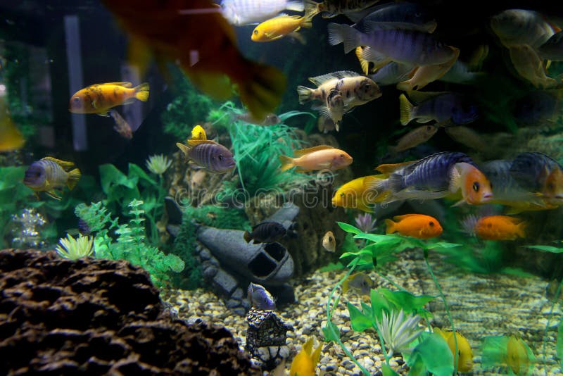 Aquarium with Beautiful, Bright Fish Stock Image - Image of beautiful ...