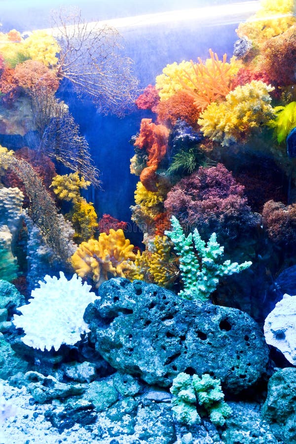 Aquarium stock photo. Image of tropical, chest, animal - 50790142