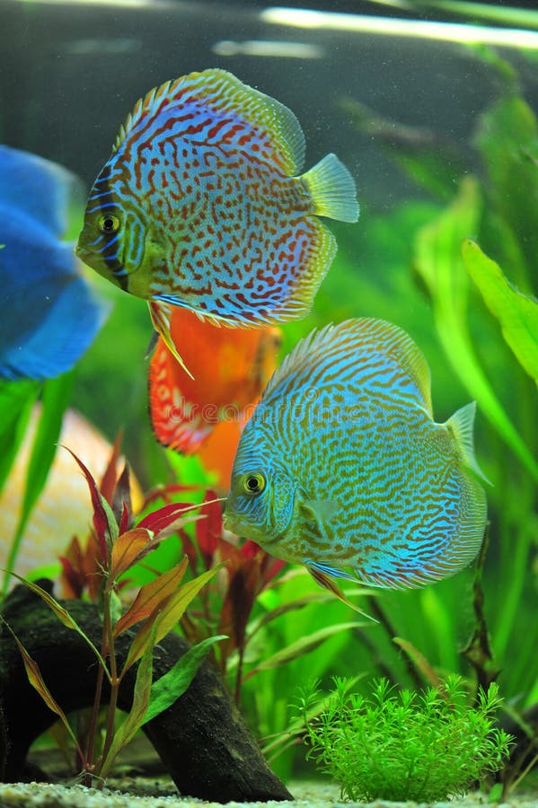 Aquarium - Blue Tropical Discus Fish Stock Photo - Image of colors ...