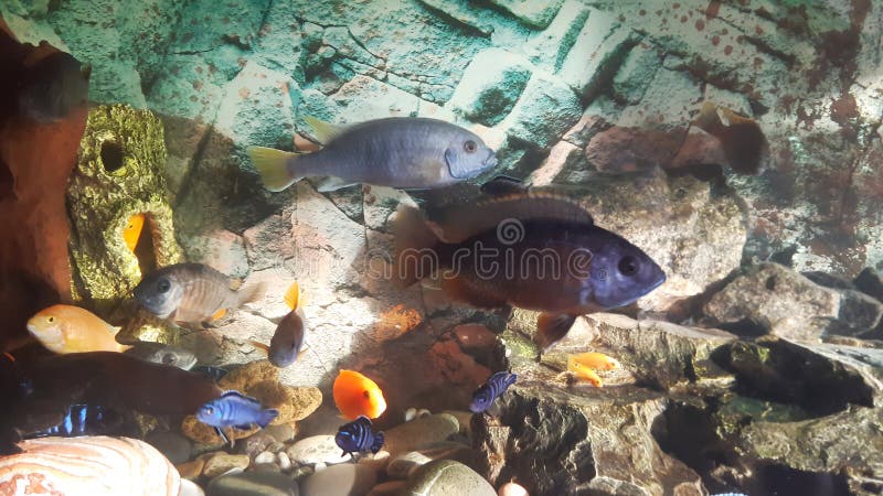 An Aquarium with Bright Fish Swimming among Green Algae and Decorative ...