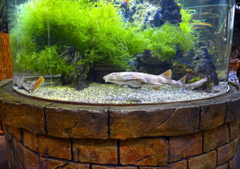 Aquarium with Brown-haired Cat Sharks Stock Image - Image of people ...