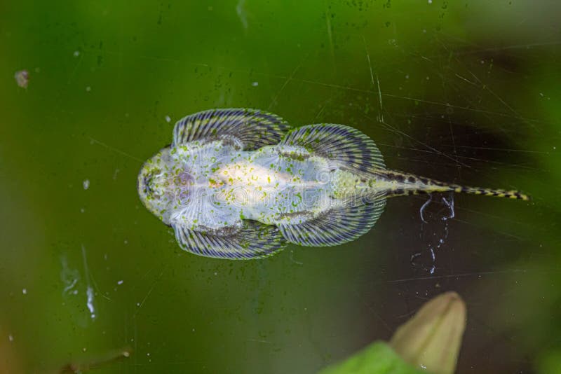 Aquarium cleaning fish stock photo. Image of domestic - 223803822