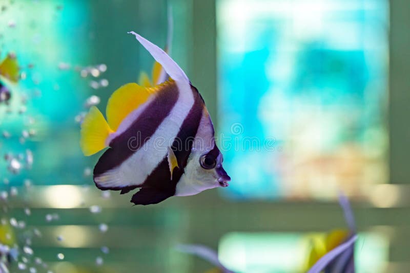 Aquarium Cleaning Fish. Sewellia Lineolata Stock Photo - Image of ...