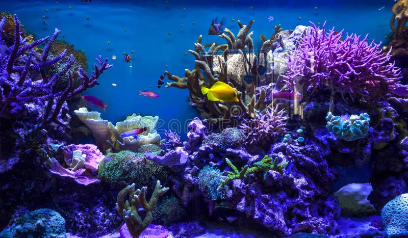 Colorful aquarium rocks stock photo. Image of color, texture - 32276478