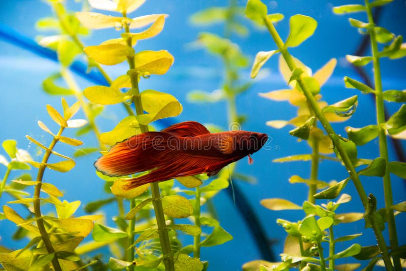 Aquarium cockerel fish stock image. Image of scalare - 45261449