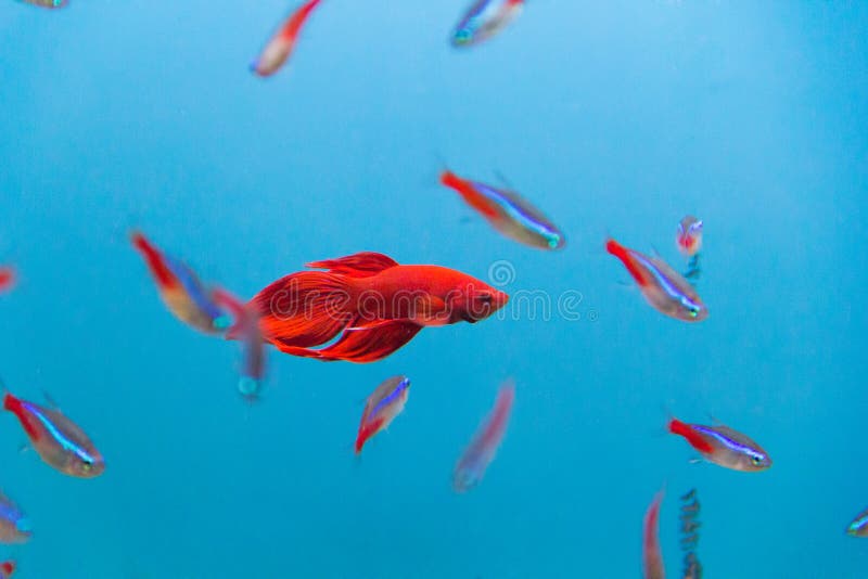 Aquarium cockerel fish stock image. Image of scalare - 45261463