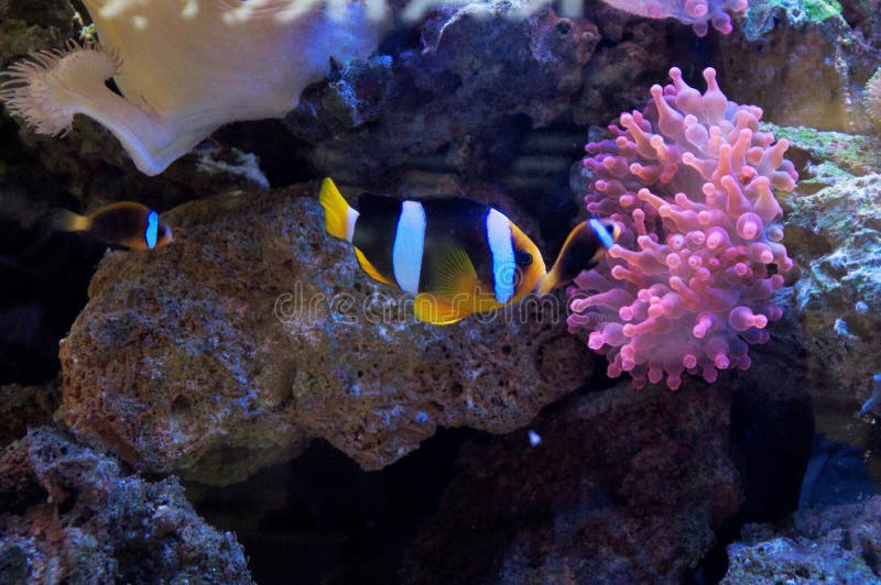 Aquarium with Colorful Bright Fish Stock Image - Image of wild, discus ...