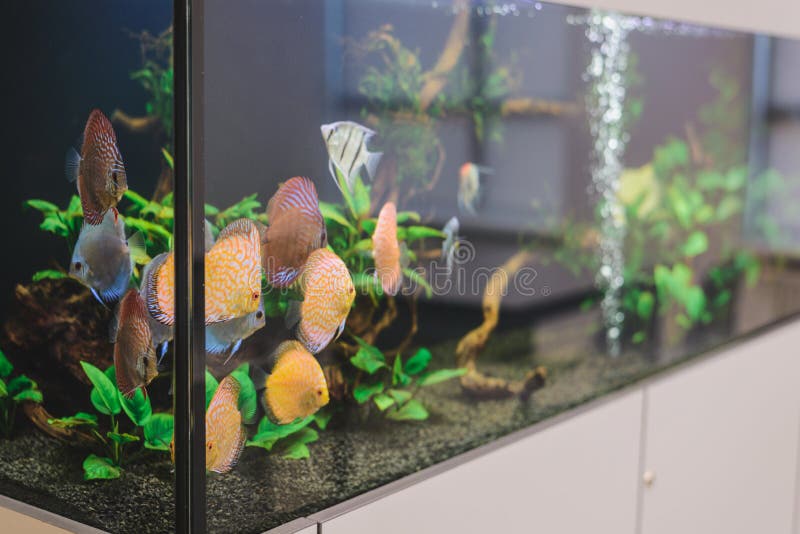 Aquarium with Different Fish Stock Photo - Image of closeup, decoration ...