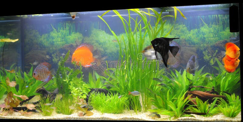 Aquarium - Exotic Fish Species Stock Photo - Image of imaengine, aqua ...