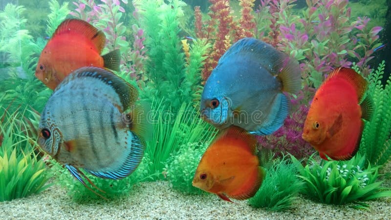 Aquarium Exotique Avec Les Poissons Tropicaux De Disque Image stock ...