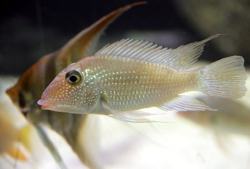 Red Phantom Tetra fish stock image. Image of water, aquatic - 52056167