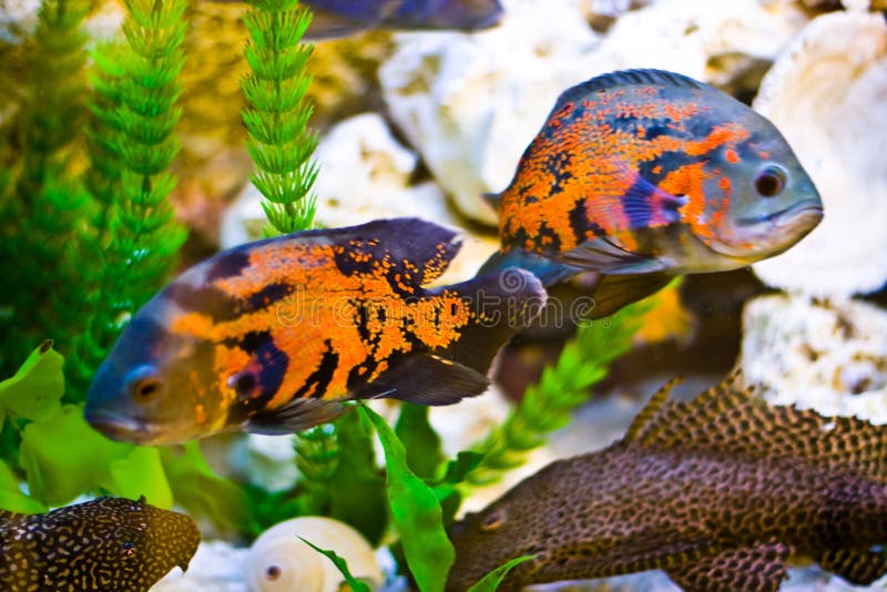 Colorful tropical fish stock photo. Image of nature, closeup - 11232104