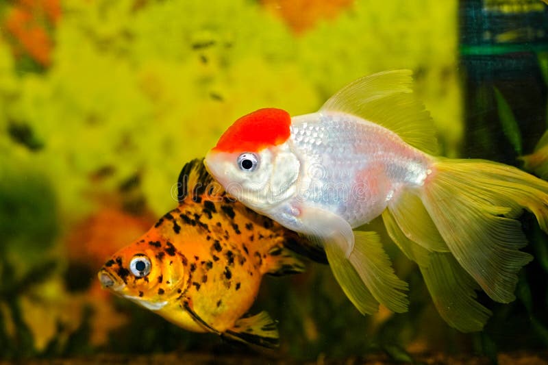 Spotted Goldfish In Aquarium. Stock Image - Image of tale, float: 14331499